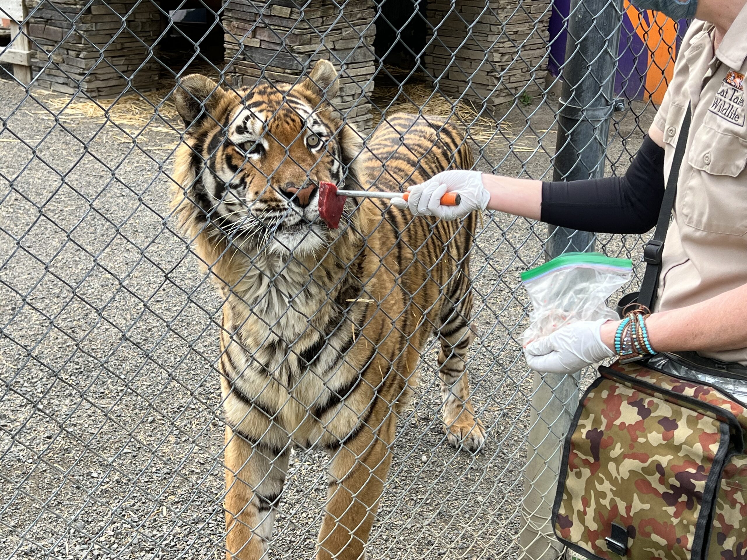 The Basics of Modern Zookeeping: - Cat Tales Wildlife Academy