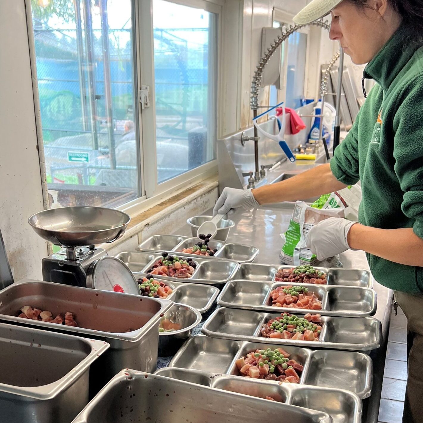 Crafting Carnivore Cuisine in the Zoo Kitchen: - Cat Tales Wildlife Academy