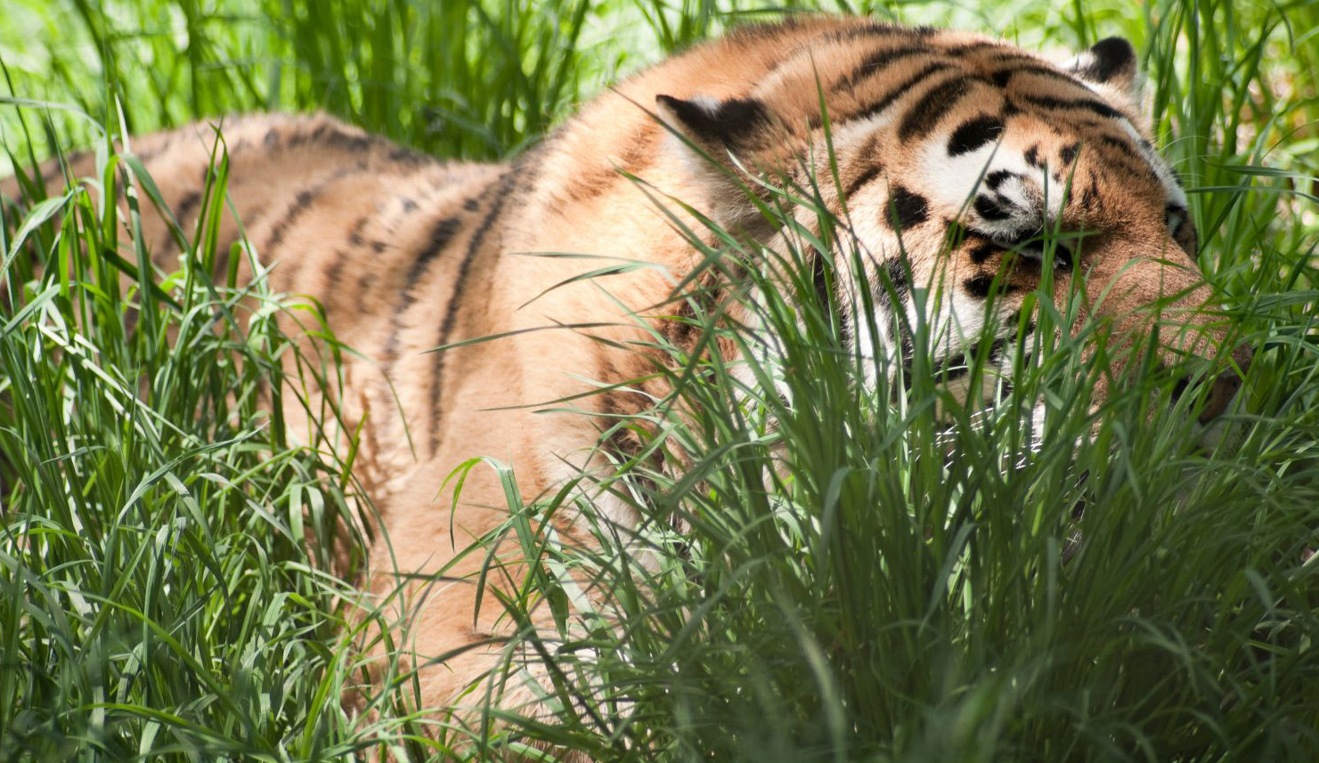What Do Tigers Eat? The Tiger's Table: Unveiling Their Meaty Menu - Cat ...
