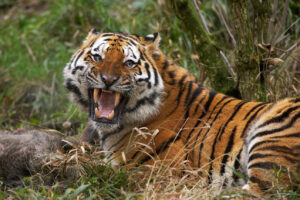 What Do Tigers Eat? The Tiger's Table: Unveiling Their Meaty Menu - Cat ...