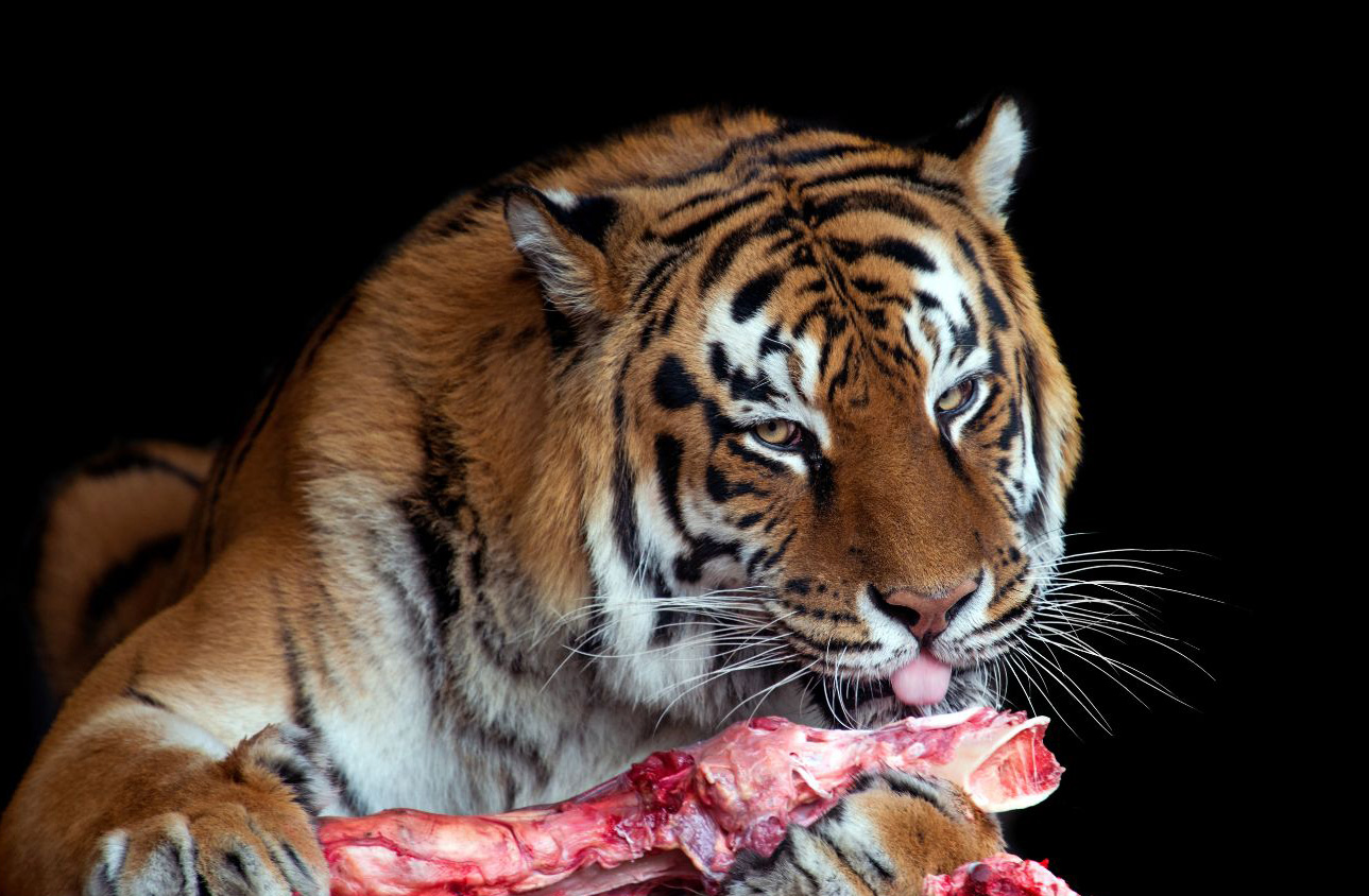What Do Tigers Eat? The Tiger's Table: Unveiling Their Meaty Menu - Cat ...